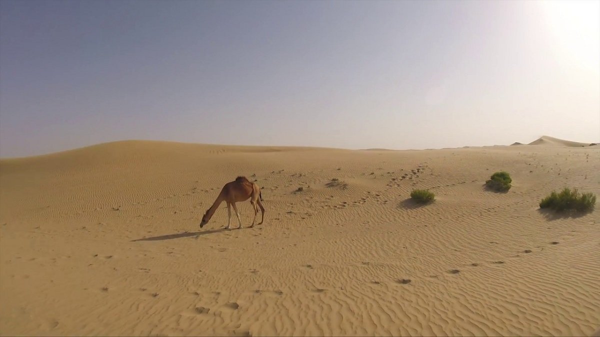 Al Khatim Desert Getaway | Adventure & Tranquility in UAE
